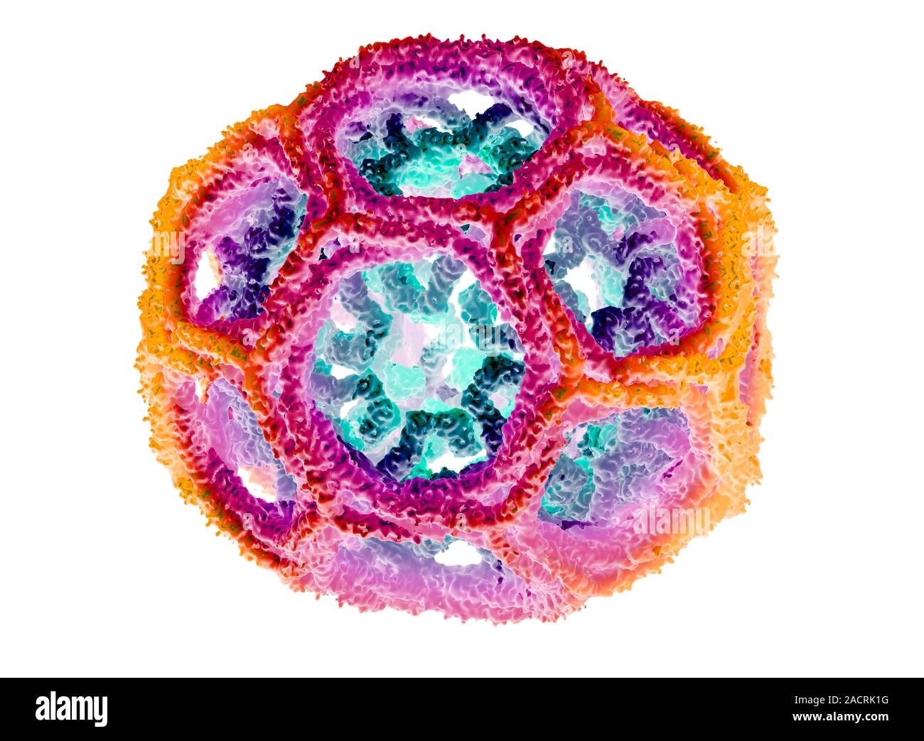 Clathrin lattice, molecular model. This polyhedral protein lattice ...