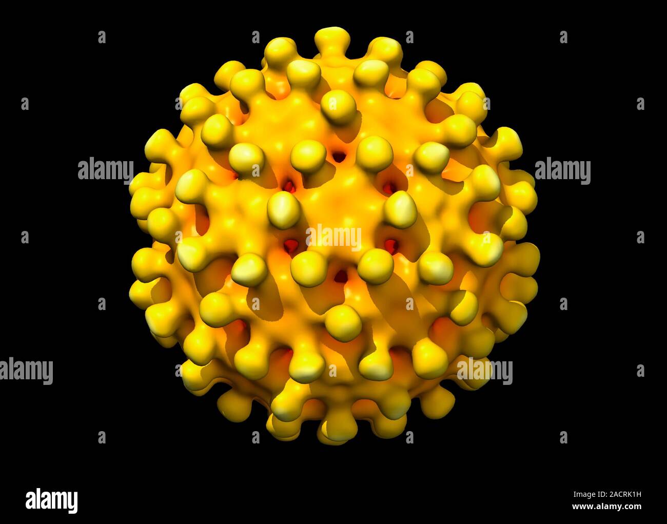 Hepatitis B virus core protein, molecular model. The virus causes ...