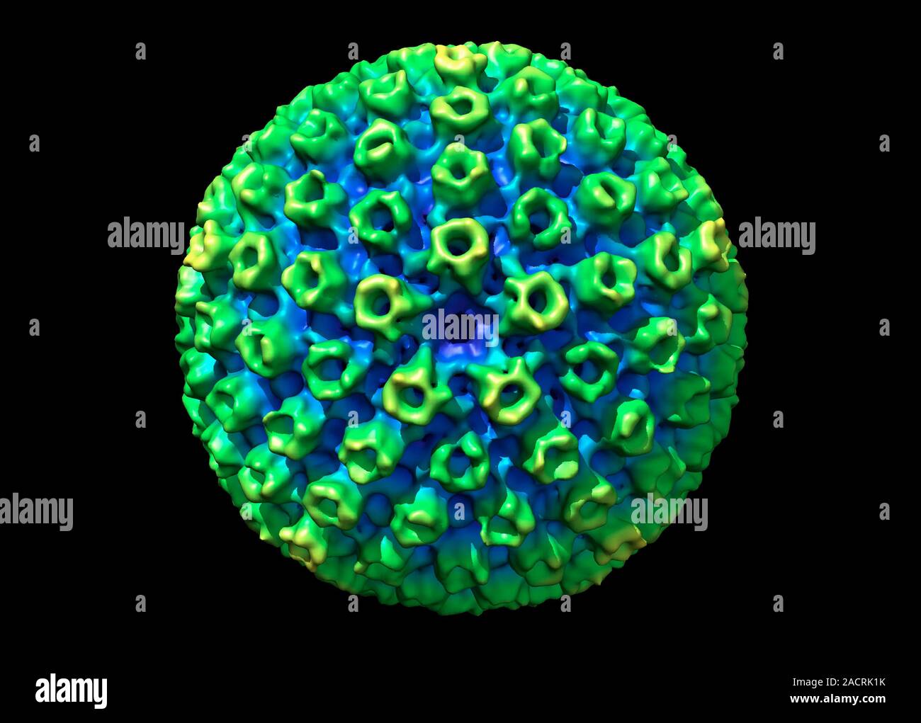KSHV virus capsid, molecular model. KSHV is Kaposi's sarcoma-associated ...