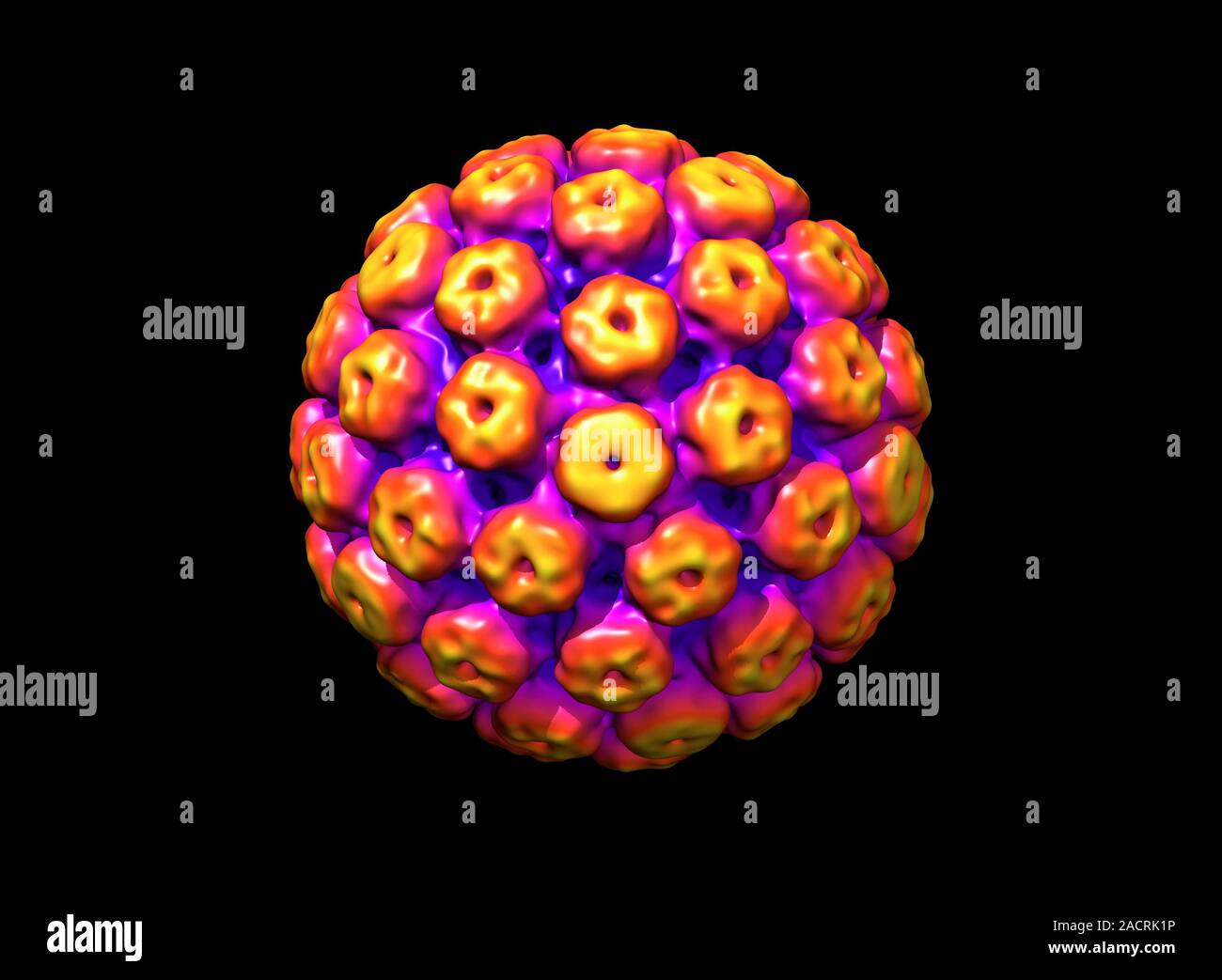 Polyomarvirus capsid, molecular model. Polyomarviruses cause tumour ...