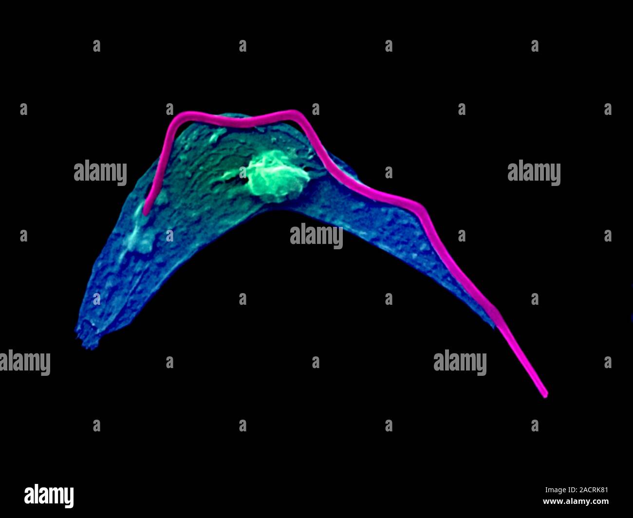 Cytoskeleton in unicellular parasite, coloured scanning electron ...