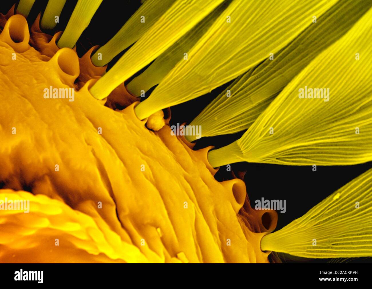 Moth scales, coloured scanning electron micrograph (SEM). These scales ...