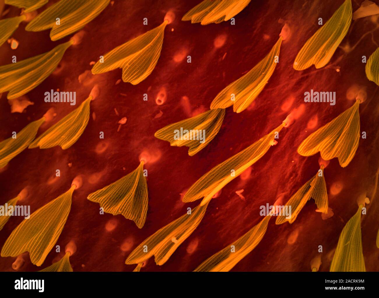 Moth scales, coloured scanning electron micrograph (SEM). These scales ...
