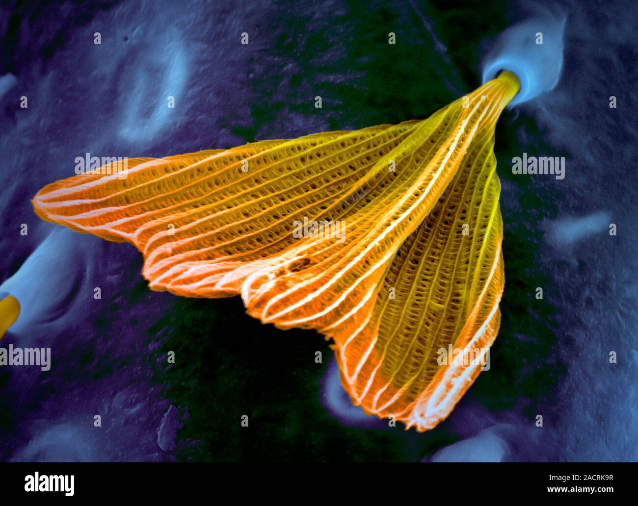Moth scale, coloured scanning electron micrograph (SEM). These scales ...