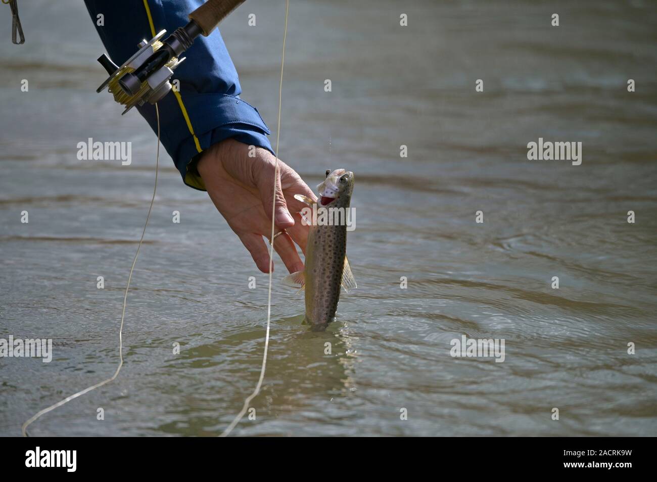 Taking a beautiful brown trout with a fly Stock Photo - Alamy
