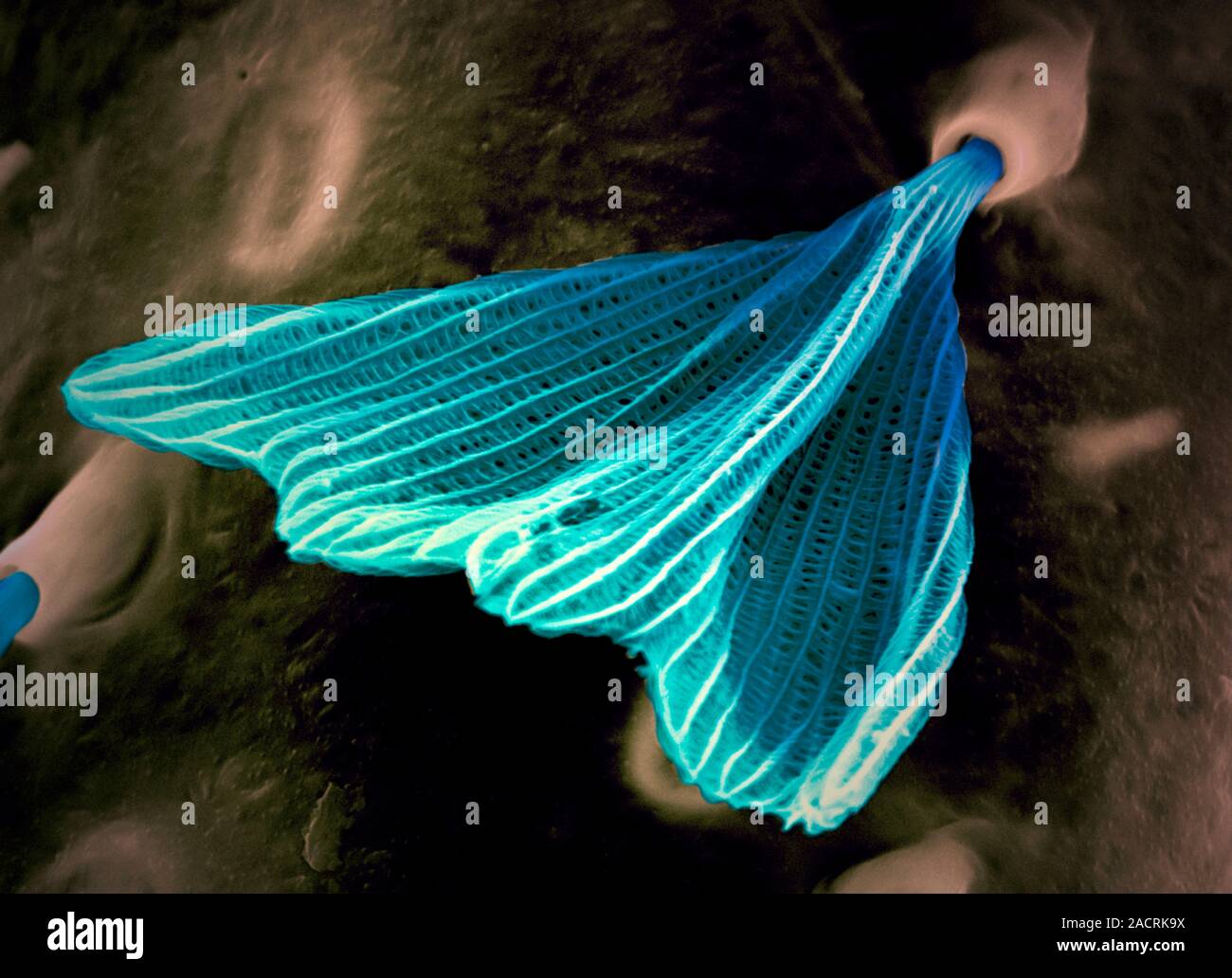 Moth scale, coloured scanning electron micrograph (SEM). These scales ...