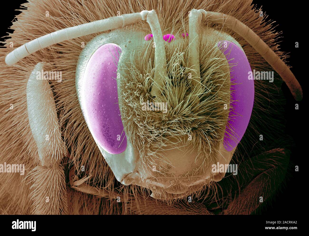 Bee head, coloured scanning electron micrograph (SEM). This is the head ...