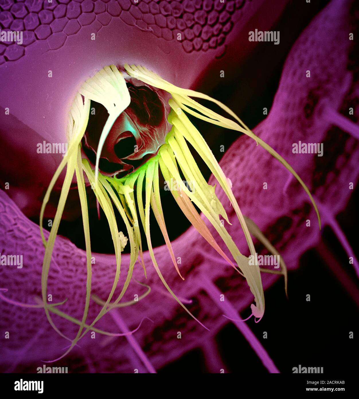 Ant anus, coloured scanning electron micrograph (SEM). Ants excrete ...