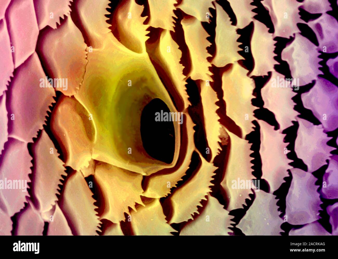 Ant spiracle, coloured scanning electron micrograph (SEM). Spiracles ...