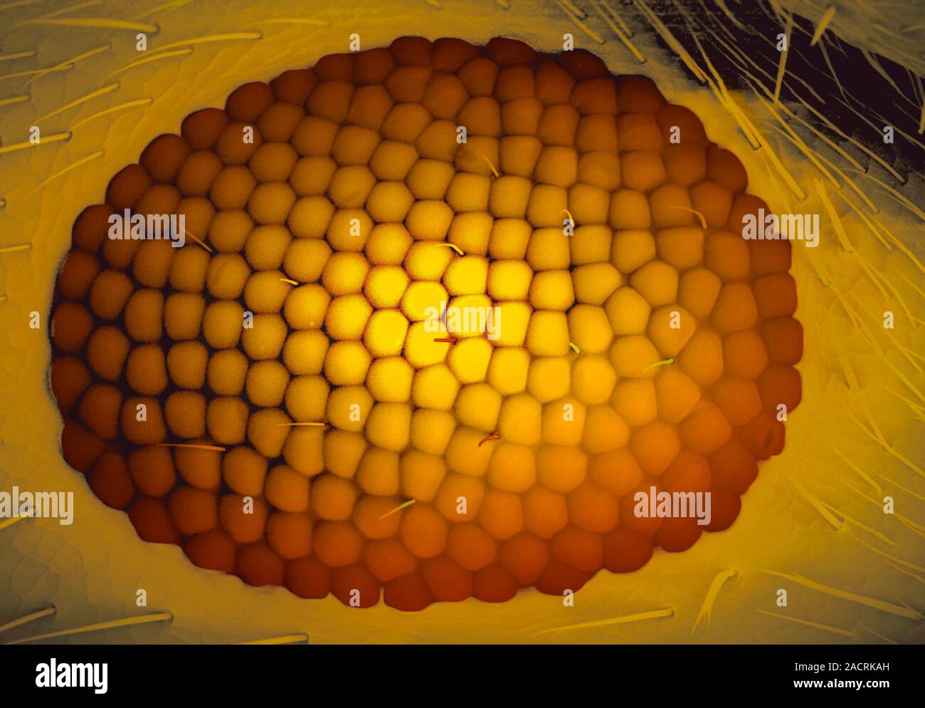 Ant compound eye, coloured scanning electron micrograph (SEM). The ...