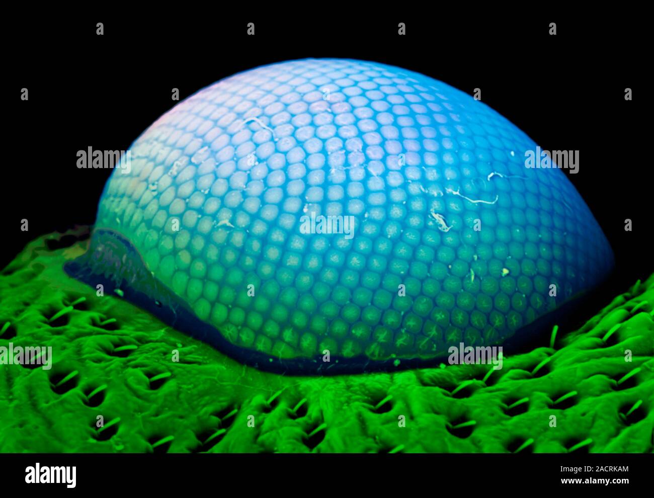 Insect compound eye, coloured scanning electron micrograph (SEM). The ...