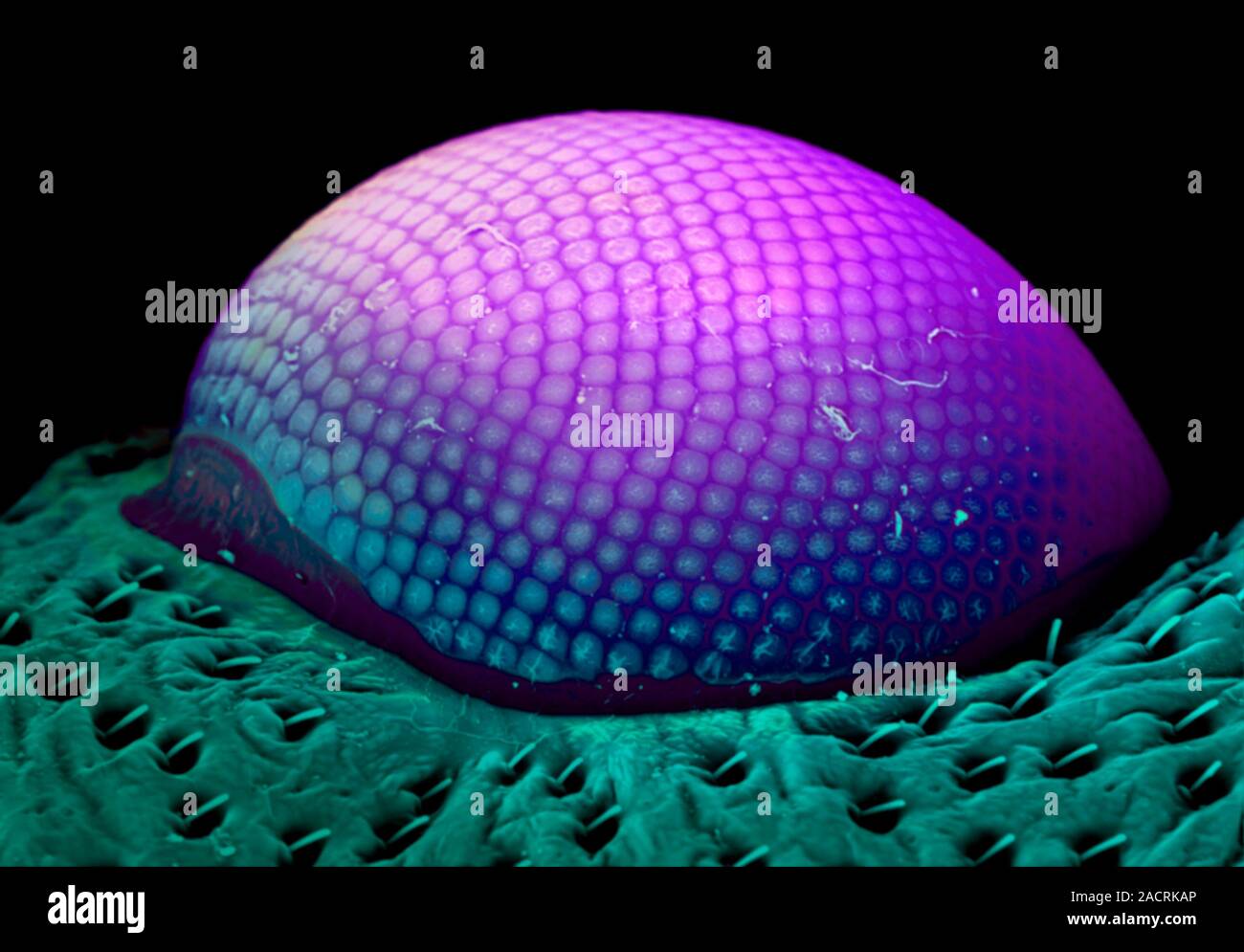 Insect Compound Eye Coloured Scanning Electron Micrograph Sem The Units In A Compound Eye