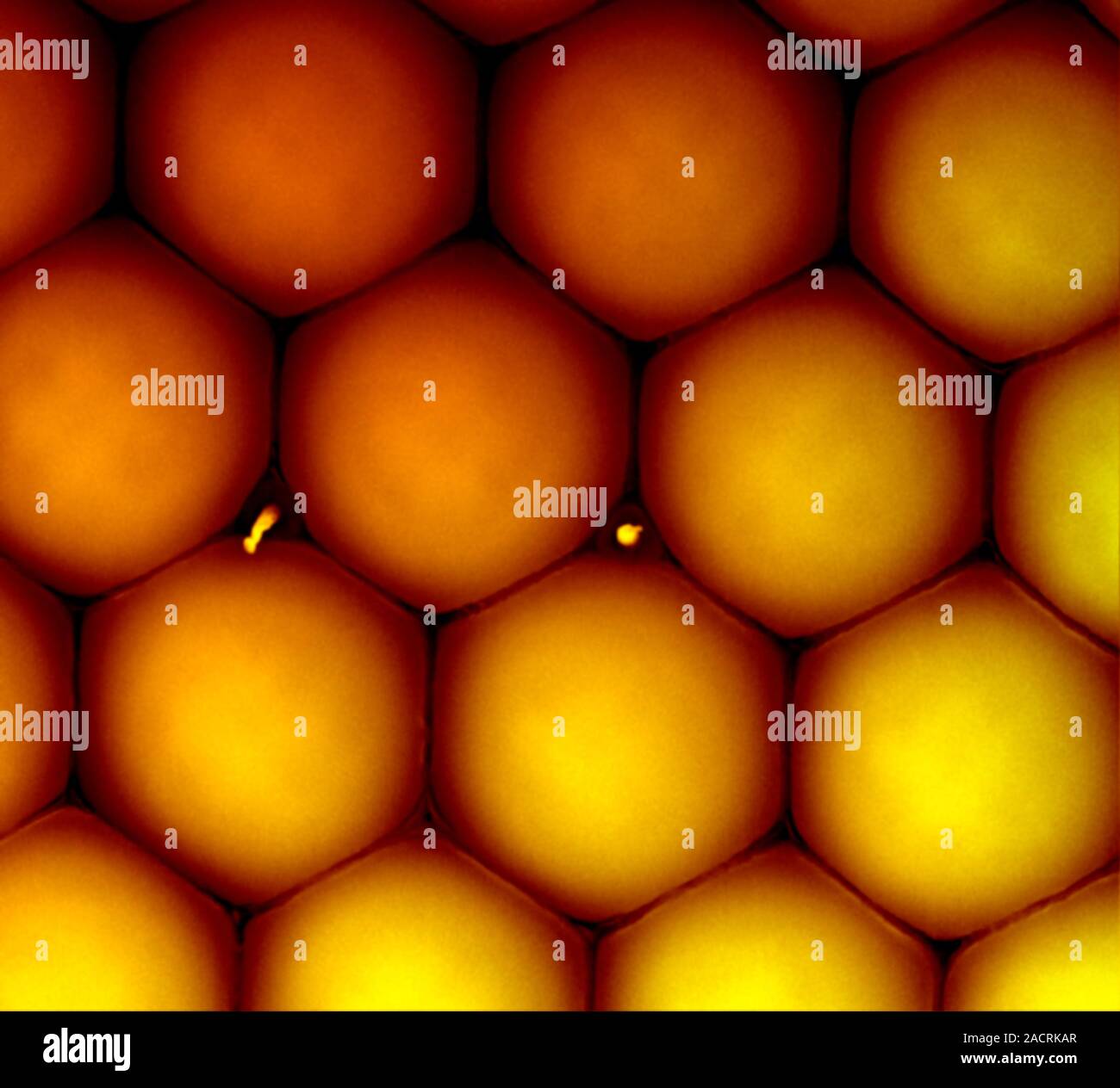 Fly compound eye lenses, coloured scanning electron micrograph (SEM). A ...