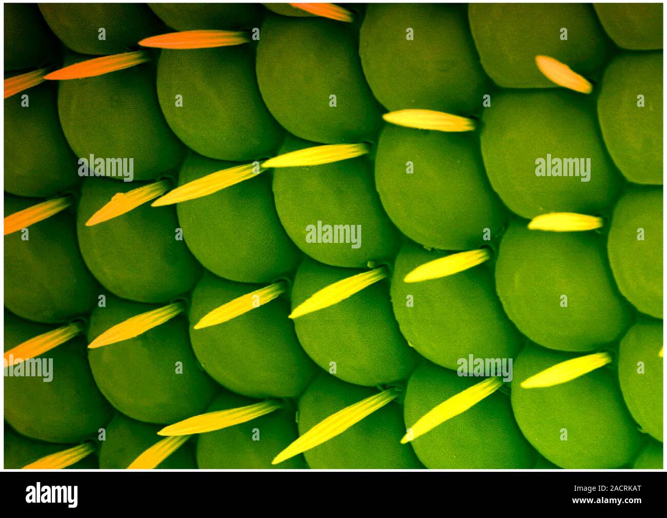 Fruit fly compound eye lenses, coloured scanning electron micrograph ...