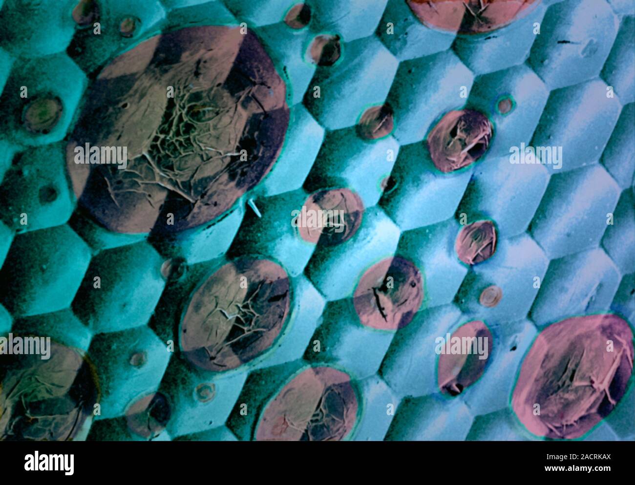 Electron microscopy water artefact, coloured scanning electron ...