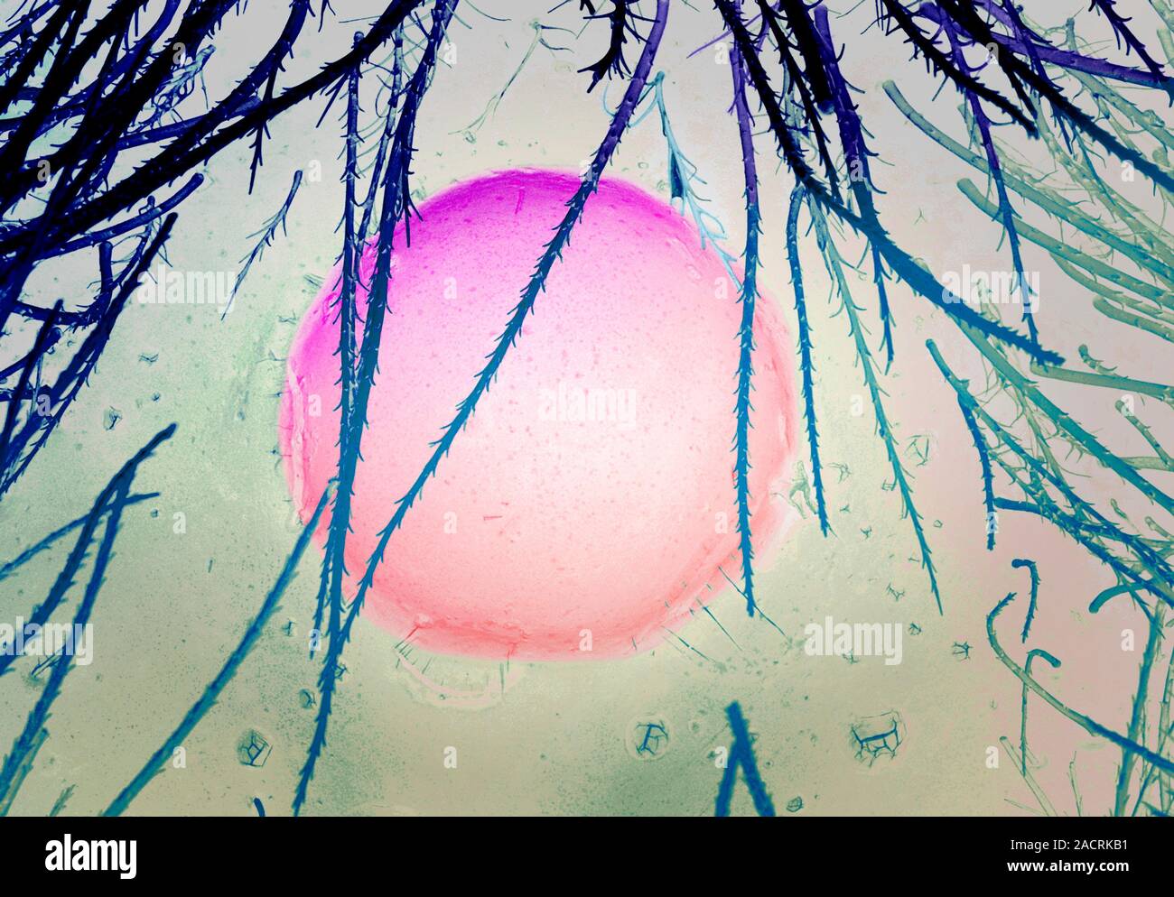 Bee simple eye, coloured scanning electron micrograph (SEM). This ...