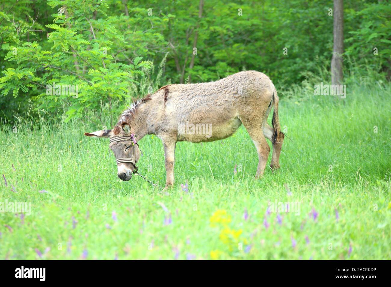 Grey donkey hi-res stock photography and images - Alamy