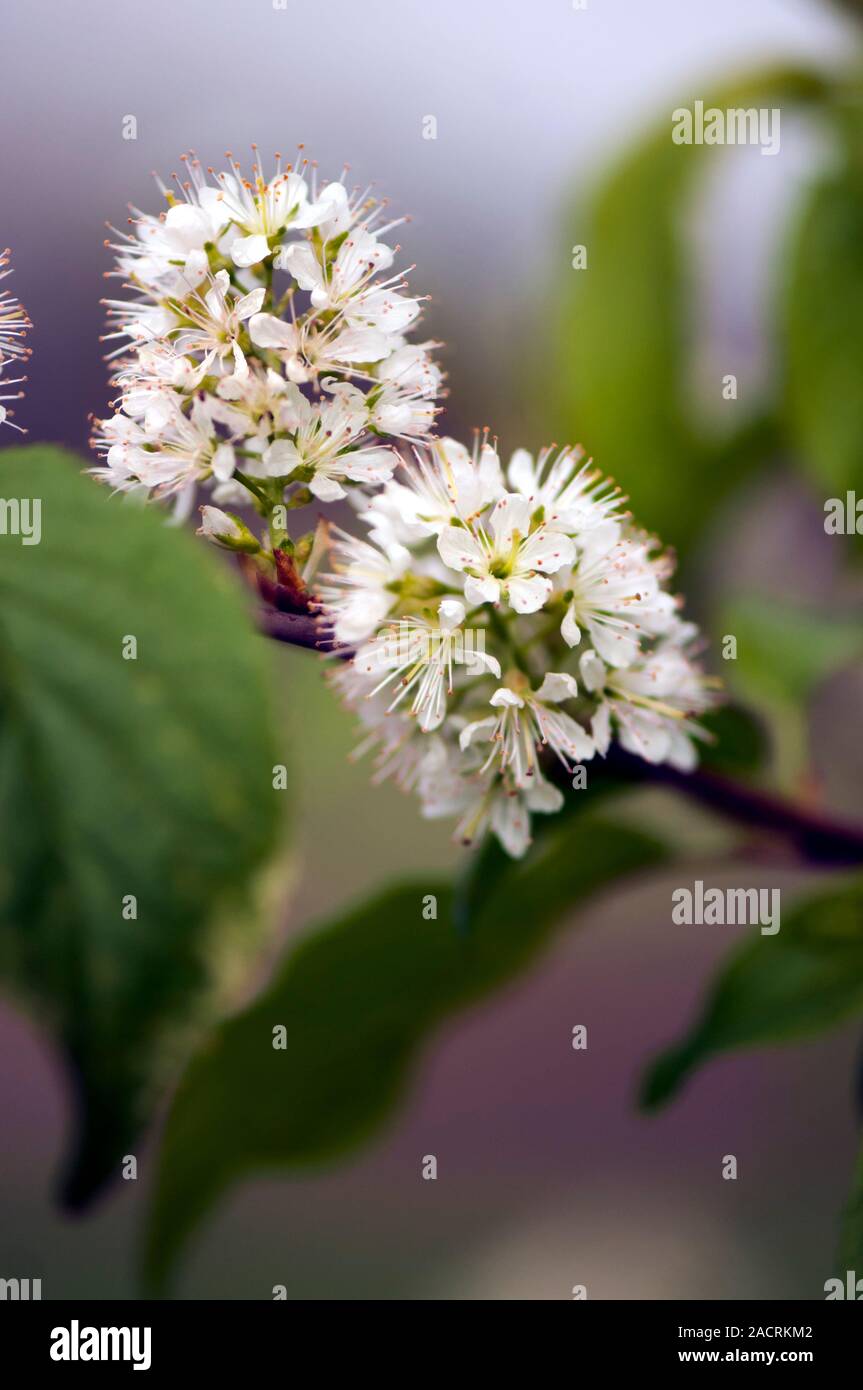 Mahaleb Cherry (Prunus mahaleb) flowering in spring Stock Photo - Alamy
