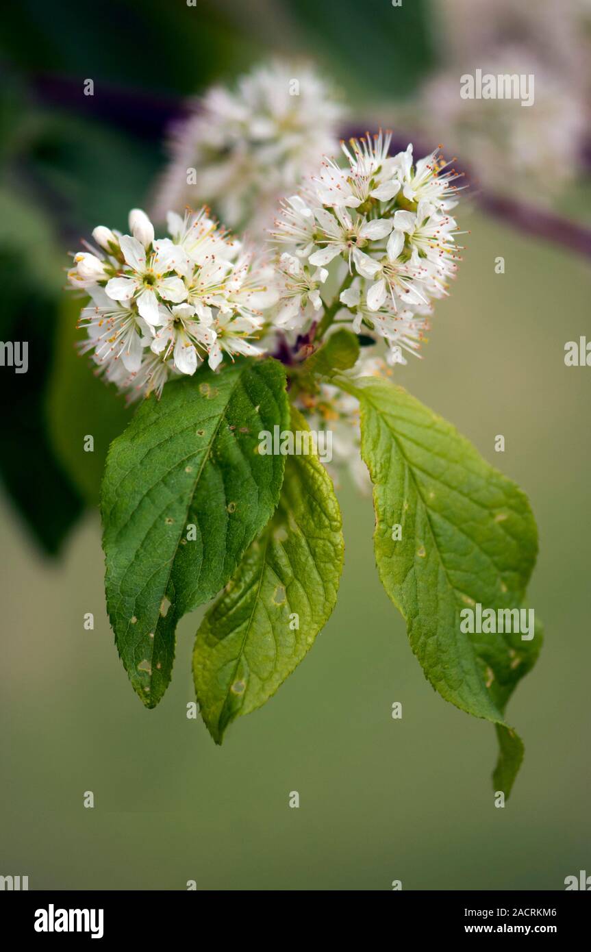 Mahaleb Cherry (Prunus mahaleb) flowering in spring Stock Photo - Alamy