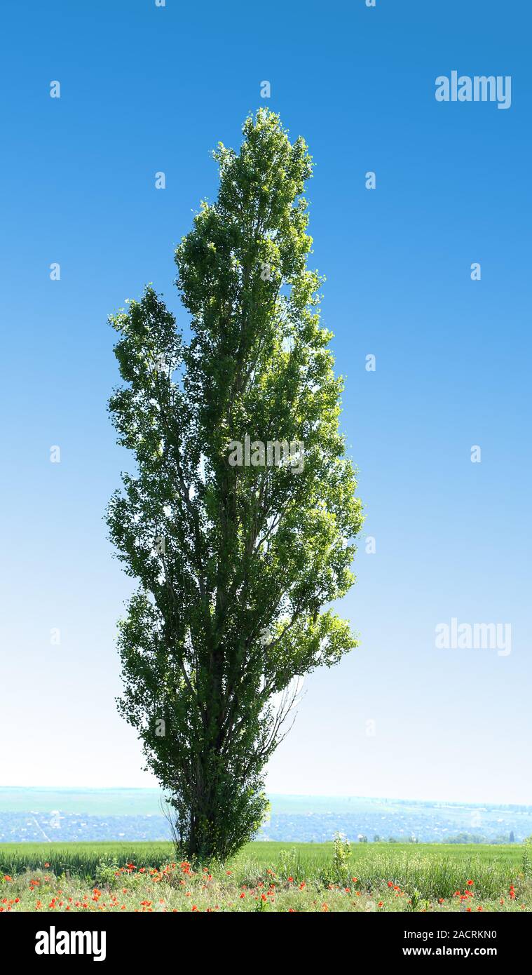Lombardi poplars hi-res stock photography and images - Alamy