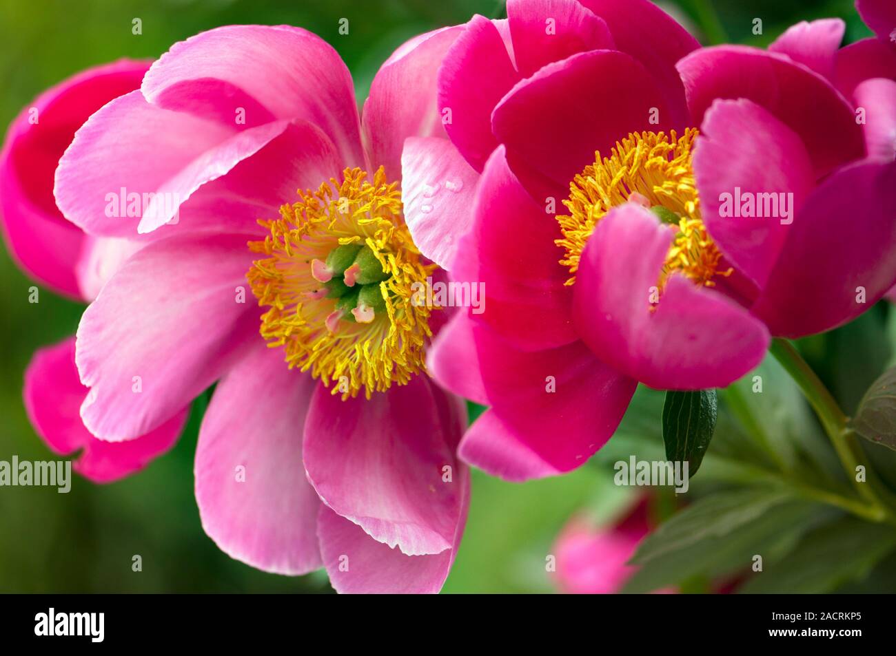 Peony (Paeonia lactiflora 'Scarlett O'Hara') in flower Stock Photo - Alamy