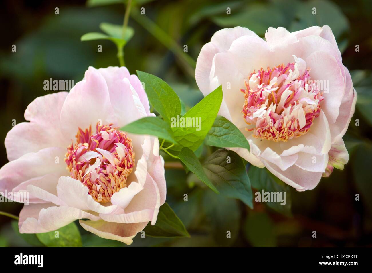 Peony (Paeonia lactiflora 'Do Tell') in flower Stock Photo - Alamy