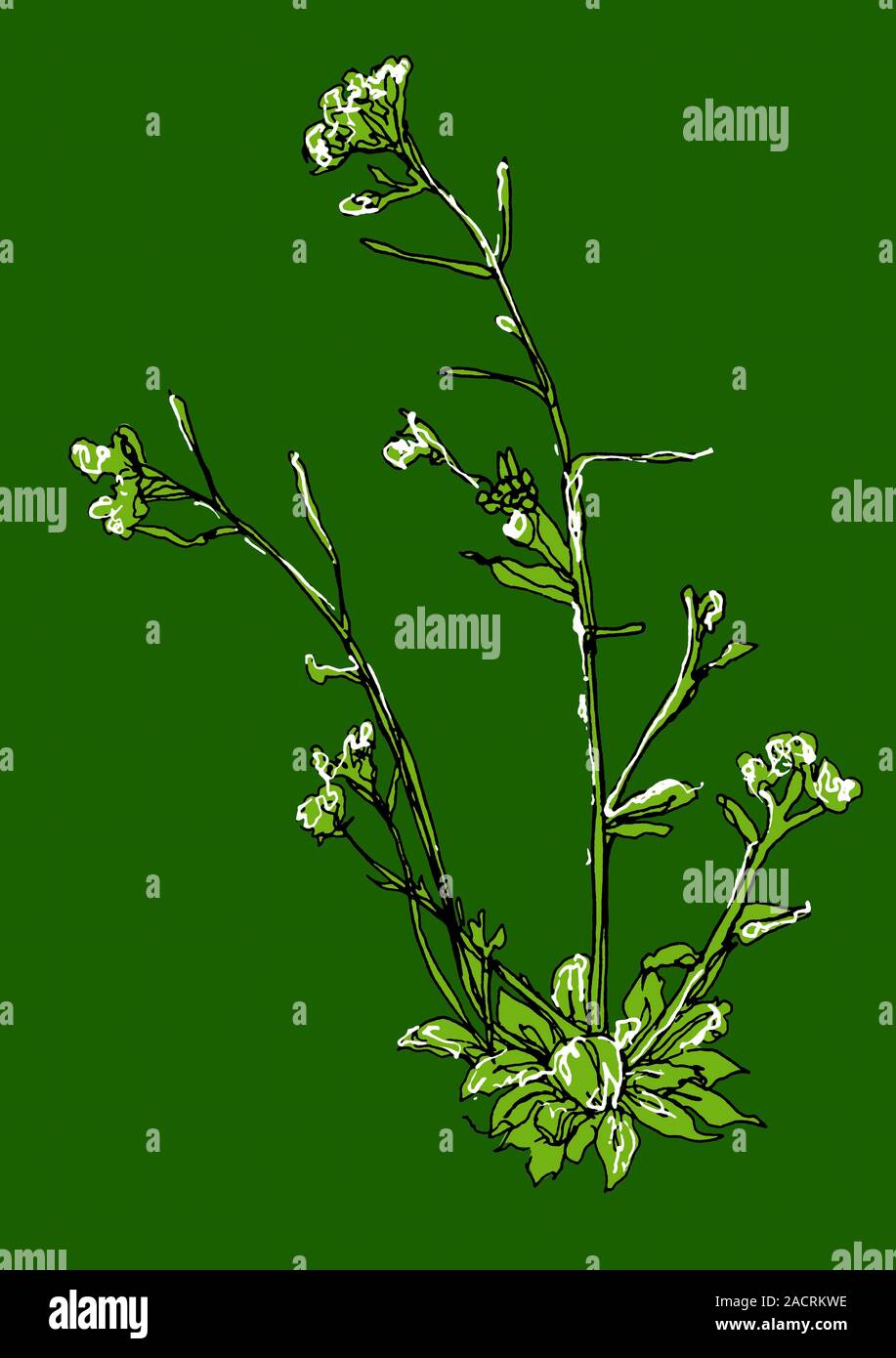 Thale cress (Arabidopsis thaliana), illustration. This plant is a model ...