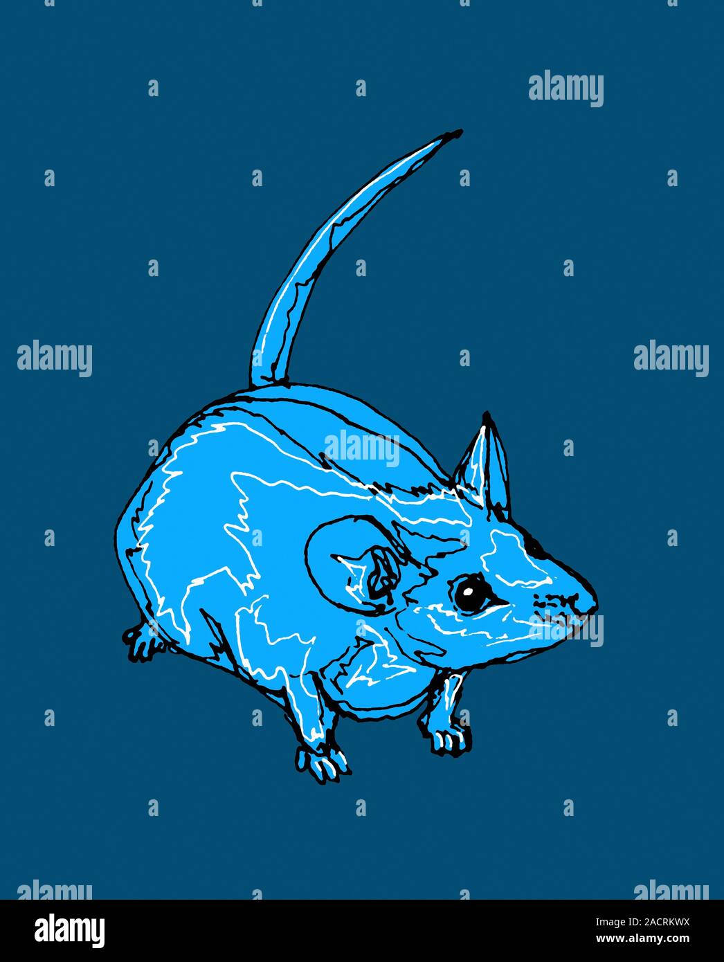 Mouse (Mus musculus), illustration. Mice are widely used as laboratory ...