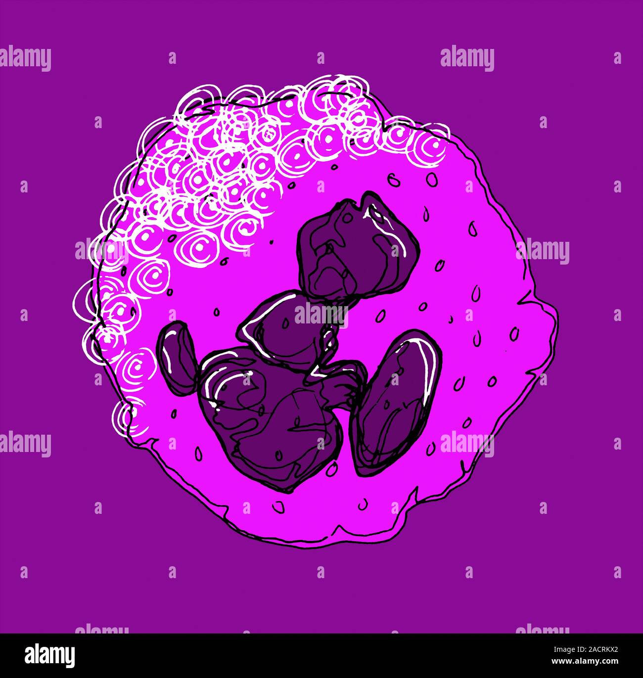 Neutrophil white blood cell, illustration. Neutrophils are the most ...