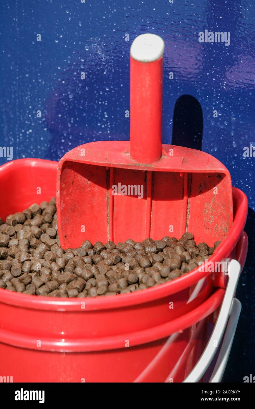 Feeding Scottish farmed salmon using pellets - Over a period of 20 ...
