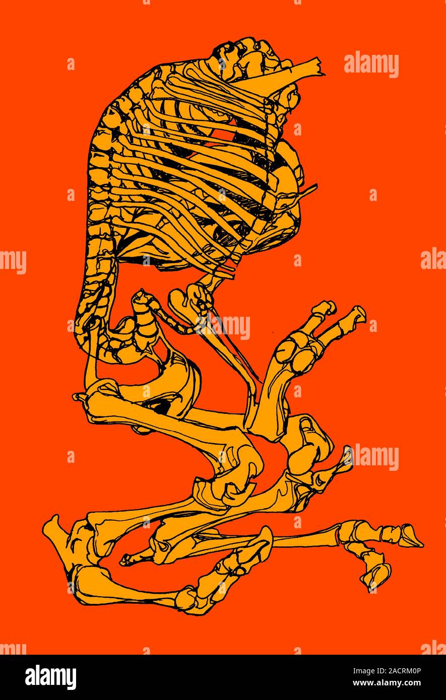 Deformed calf skeleton, illustration. The calf has a deformed spine ...