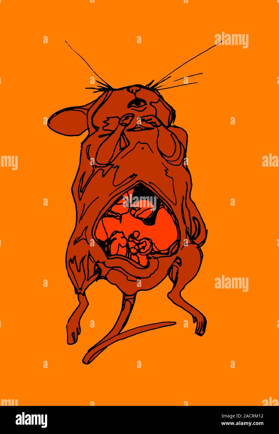 Dissected mouse (Mus musculus), illustration Stock Photo - Alamy