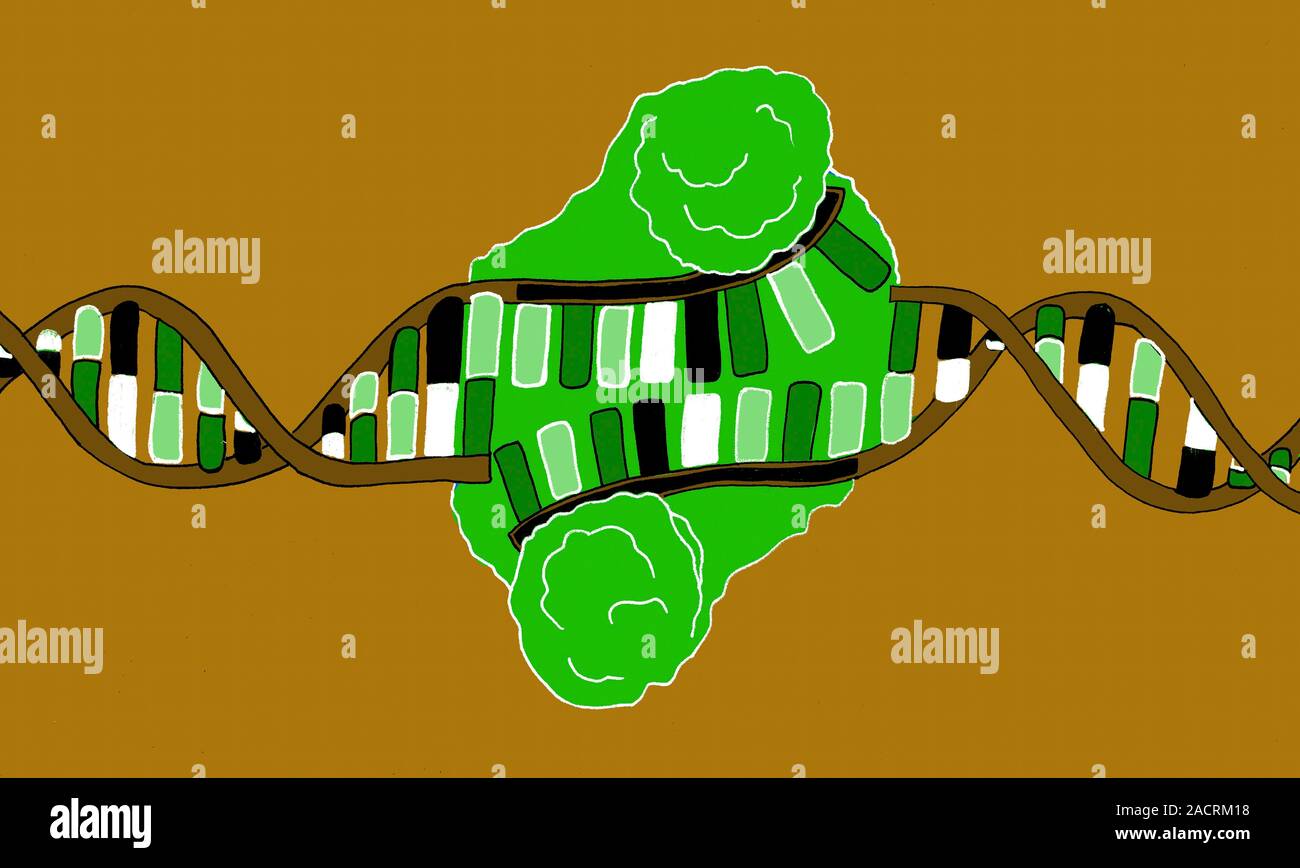 Restriction enzyme. Illustration of a restriction enzyme (green ...