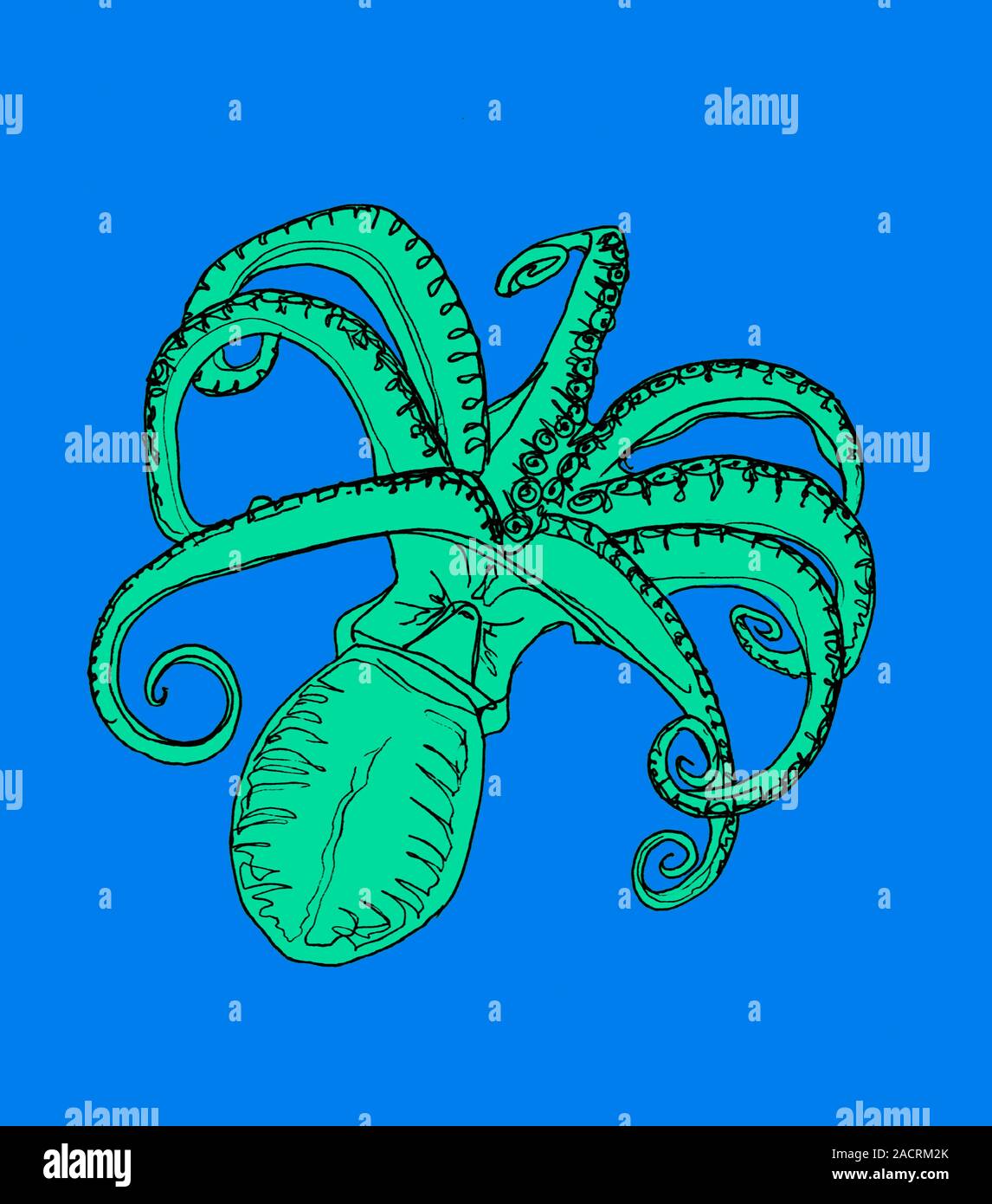 Octopus (Benthoctopus sp.), illustration. Octopuses swim headfirst ...