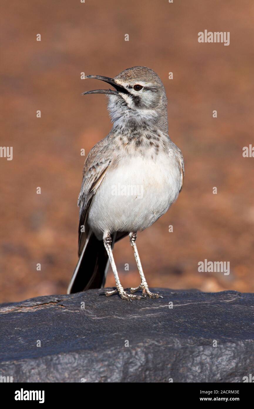 Greater hoopoe-lark on a rock. The greater hoopoe-lark (Alaemon ...