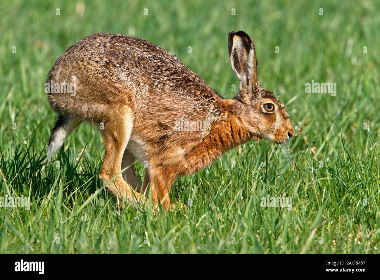 European hare (Lepus europaeus). This hare is native to northern ...