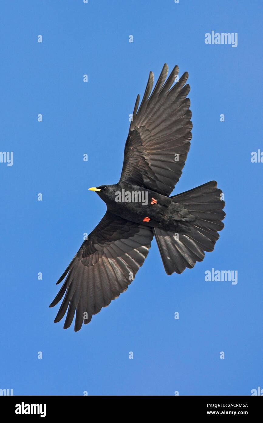 Alpine chough in flight. The Alpine, or yellow-billed, chough ...