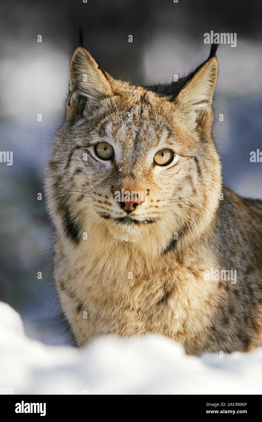 Eurasian lynx in snow. The Eurasian lynx (Lynx lynx) is a medium-sized ...