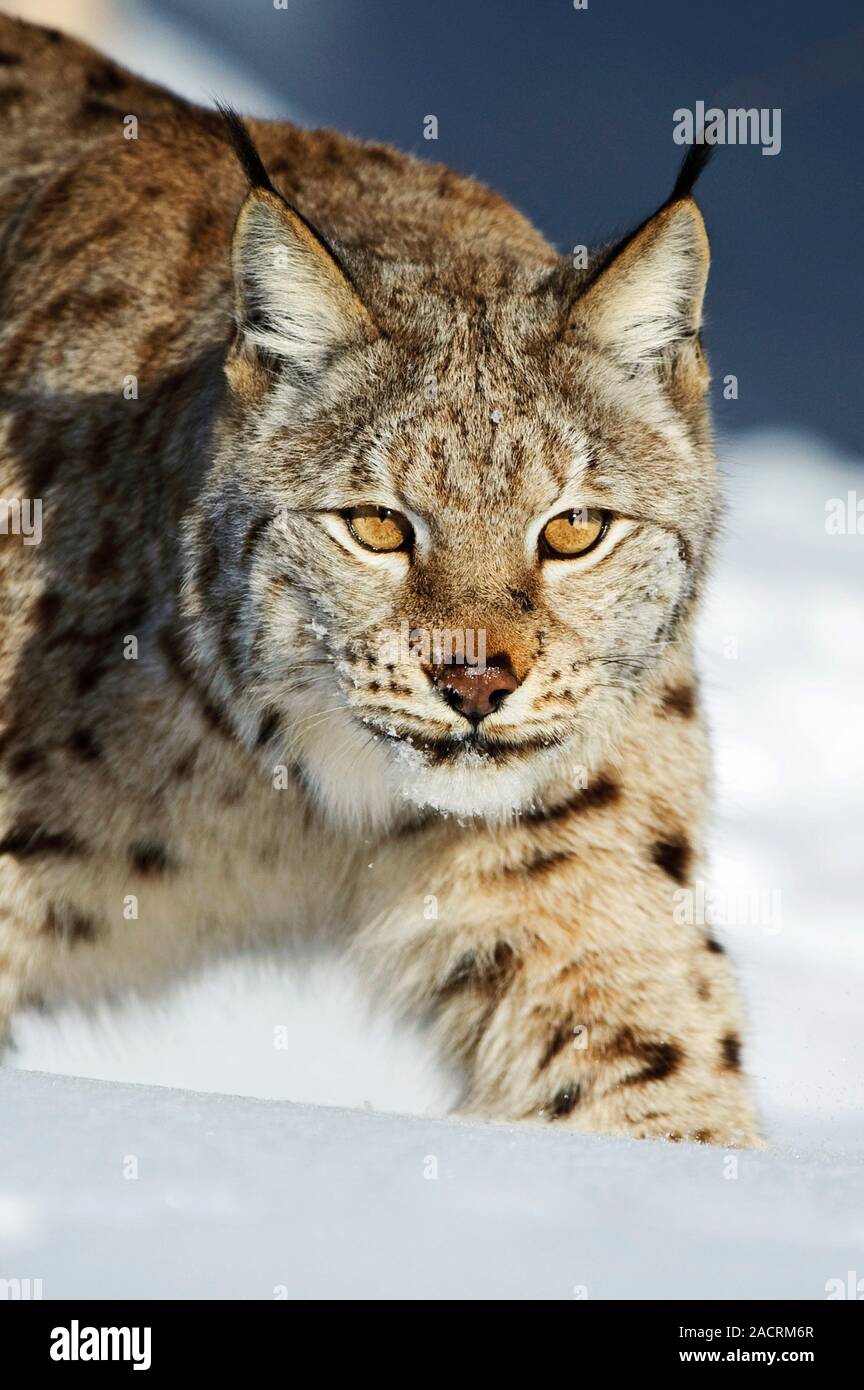 Eurasian lynx in snow. The Eurasian lynx (Lynx lynx) is a medium-sized ...