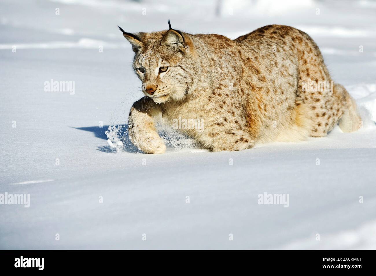 Eurasian lynx in snow. The Eurasian lynx (Lynx lynx) is a medium-sized ...