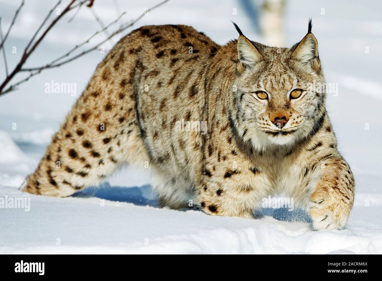 Eurasian lynx in snow. The Eurasian lynx (Lynx lynx) is a medium-sized ...