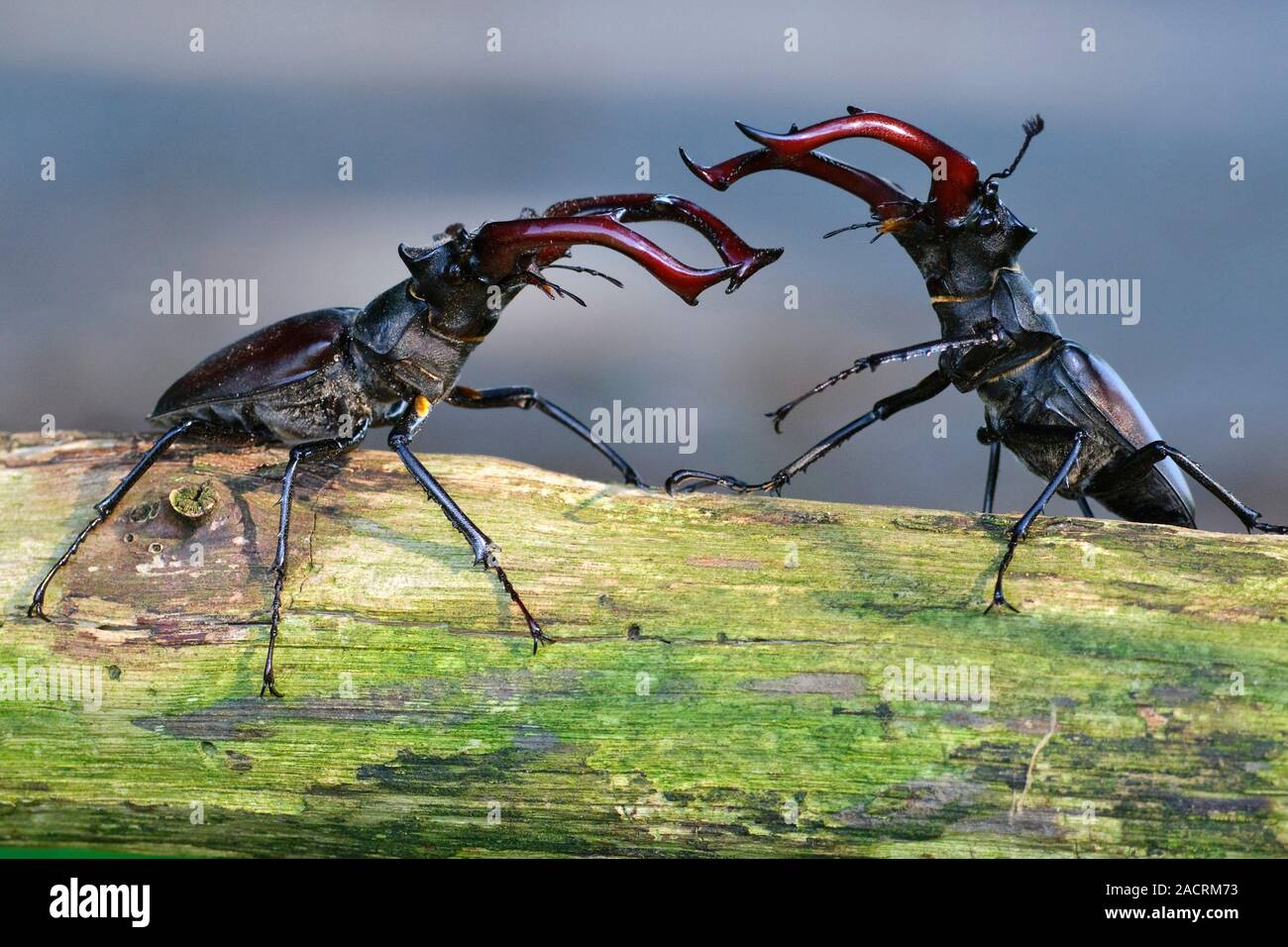 Stag beetles. Male stag beetles (Lucanus cervus) fighting over a mate ...