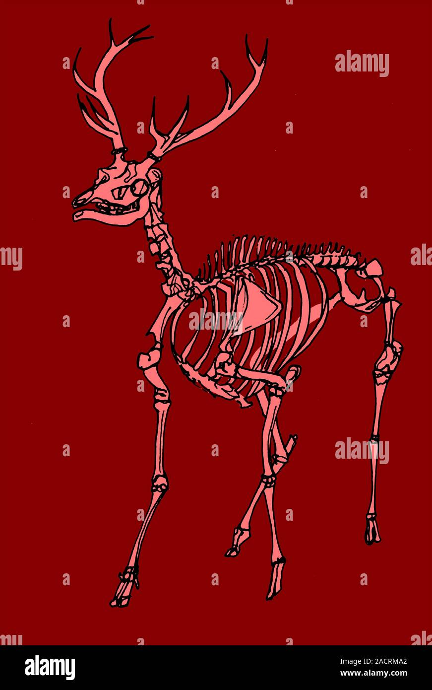 Red deer (Cervus elaphus) stag skeleton, illustration. Red deer are one ...
