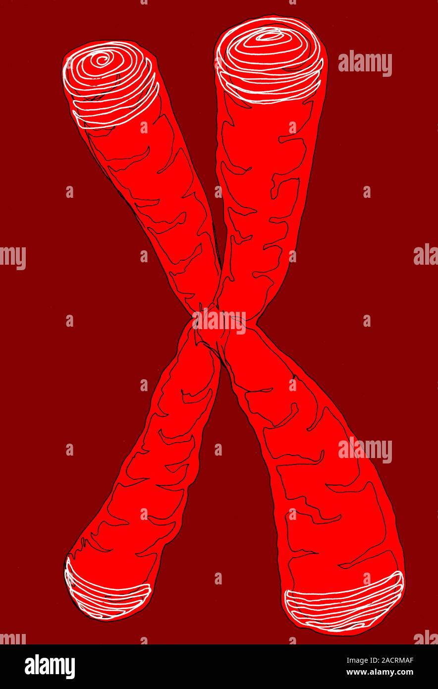 Telomeres. Illustration of a chromosome highlighting the telomeres ...