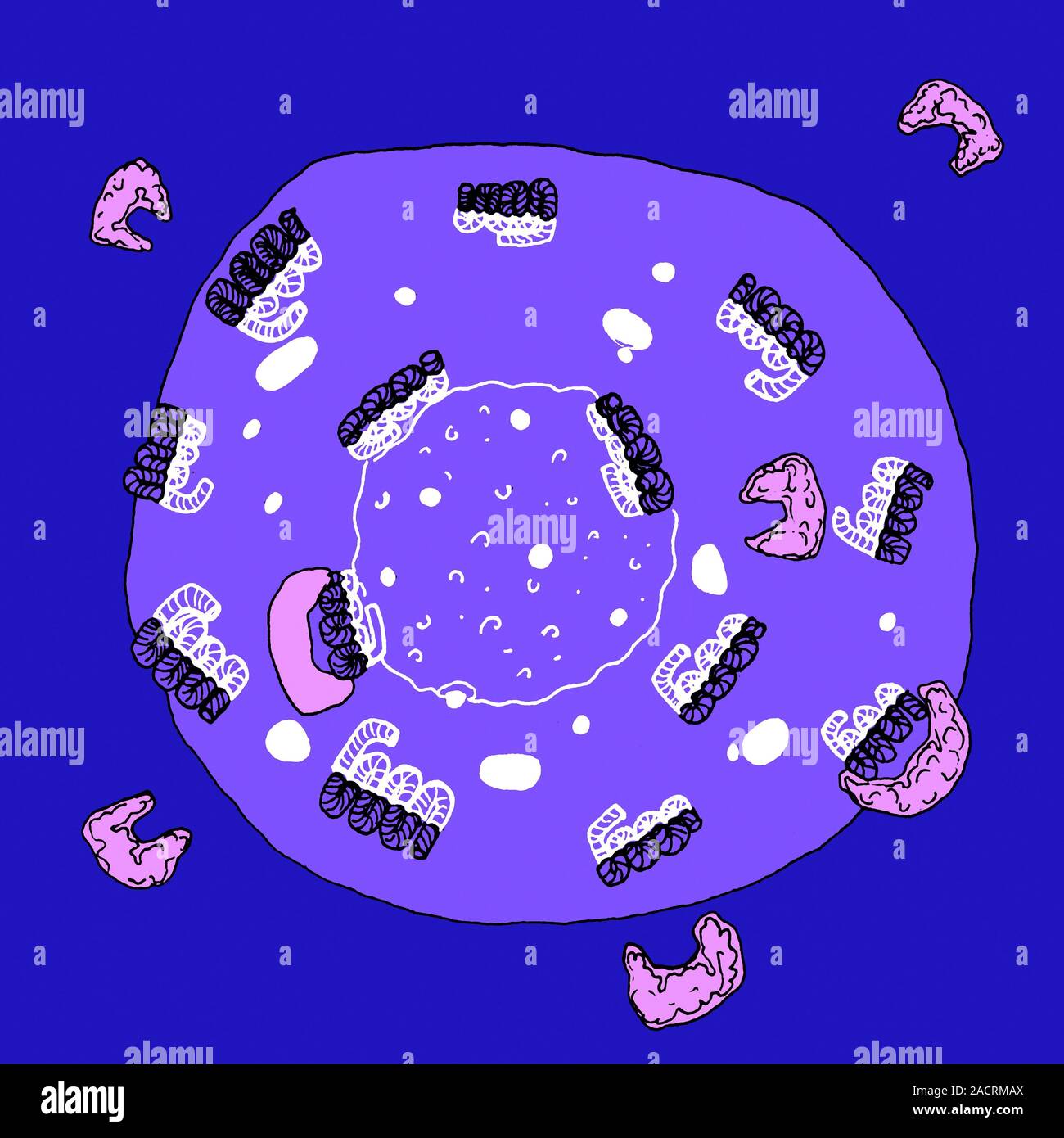 Wnt signalling pathways, illustration. Wnt signalling pathways are ...