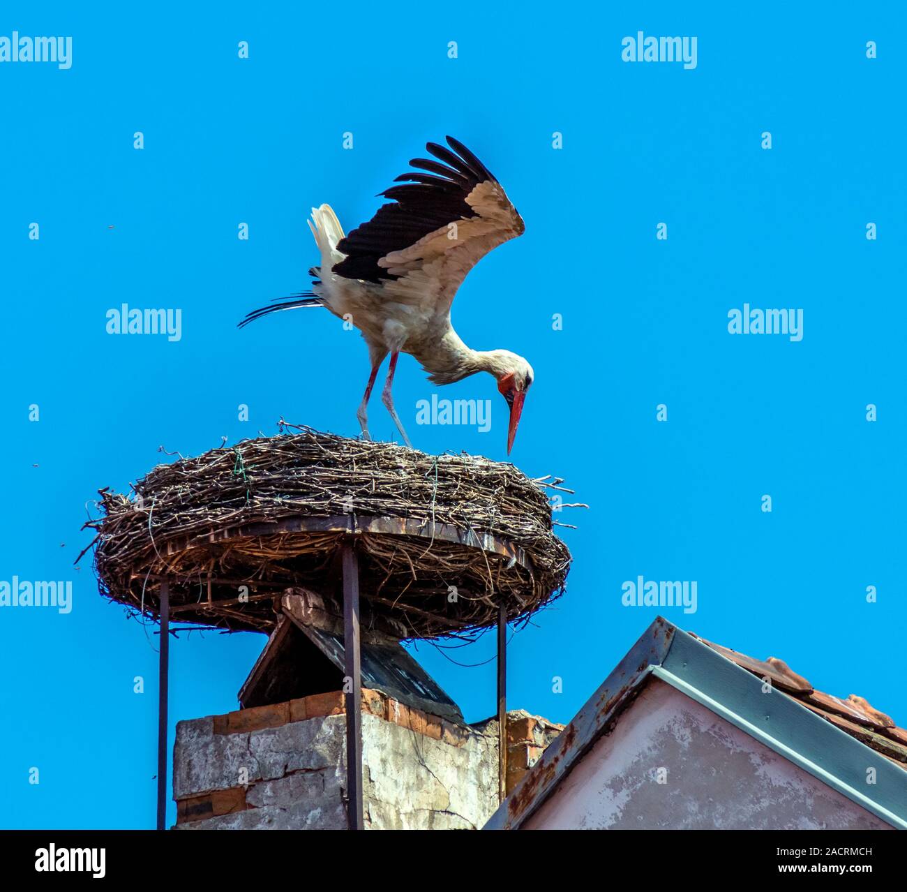 Austria, Rust. Nest of a stork Stock Photo - Alamy