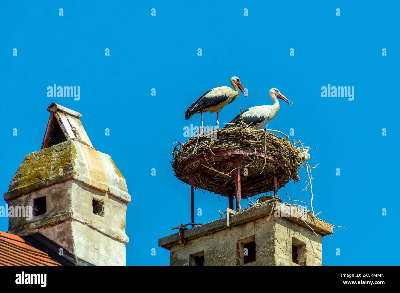 Austria, Rust. Nest of a stork Stock Photo - Alamy