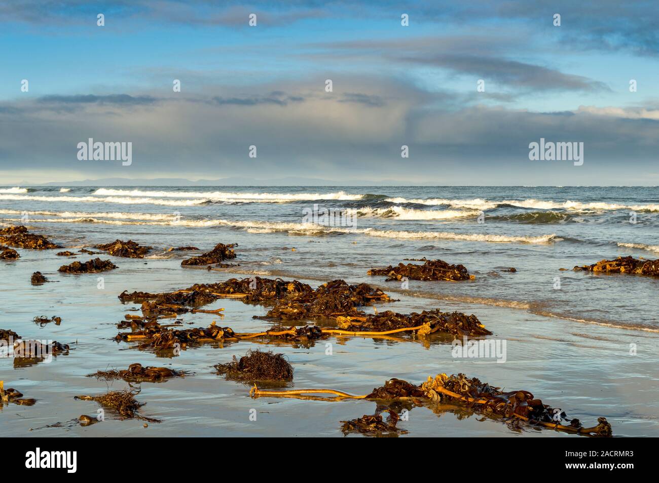 BROWN KELP Laminariales WASHED UP ON A BEACH IN SCOTLAND AFTER A STORM ...