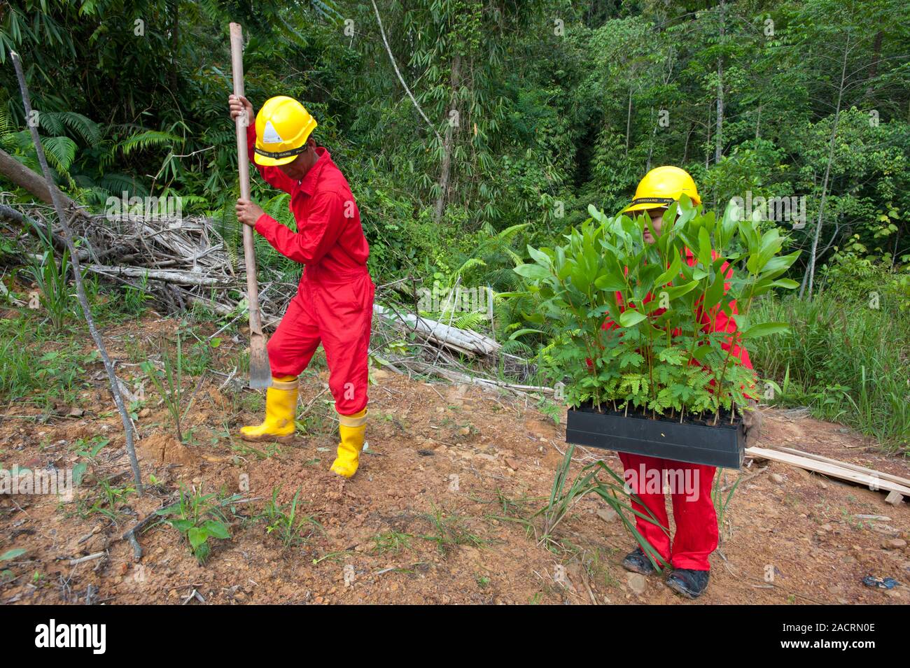 Planting the next generation of Acacia Mangium in the Forest in Kota ...