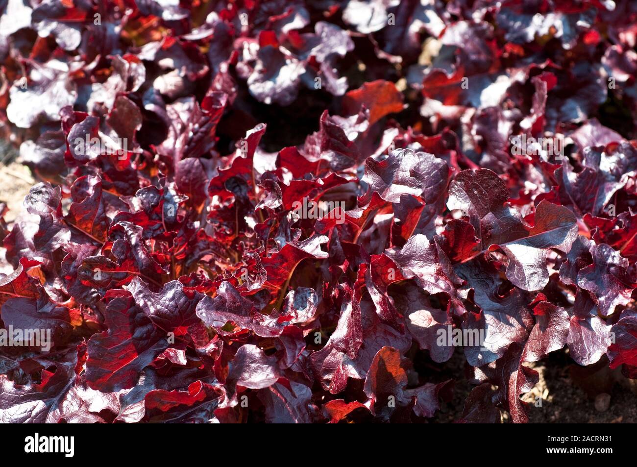 Lettuce 'Rushmoor' in summer. Photographed in the UK Stock Photo - Alamy